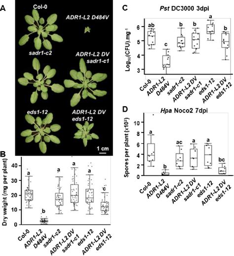 Sadr1 Potentiates Residual Adr1 L2 D484v Activity Independently Of