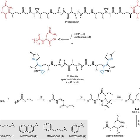 Activity Of Clbp Guides Rational Design Of Colibactin Biosynthesis