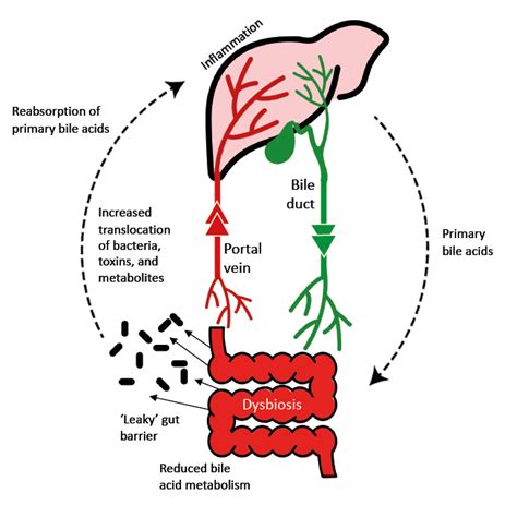Recent Findings In The Gut Liver Axis And Associated Disease Therapy European Medical Journal