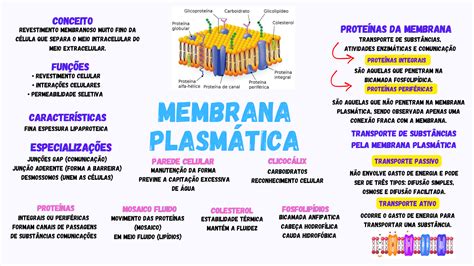 Proteinas Da Membrana Plasmatica