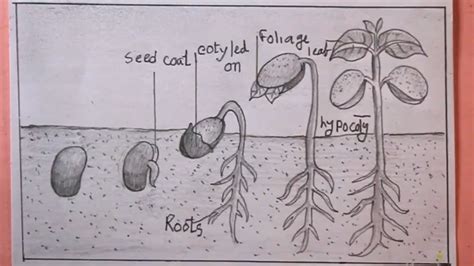 Seed Germination Diagram Germination Factors Affecting Scien
