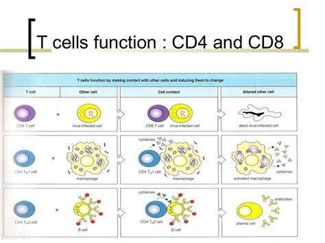Antigen Recognition By T Lymphocytes