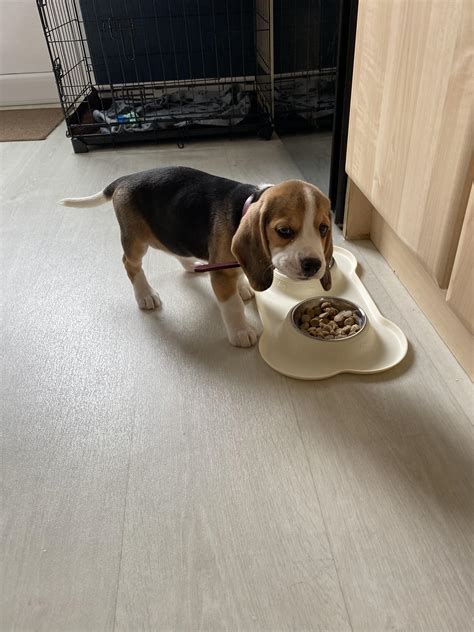 Best Lily Love Images On Pholder Lilypichu Aww And Offline TV