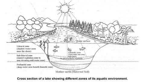 Terrestrial And Aquatic Ecosystems Aquatic Ecosystem