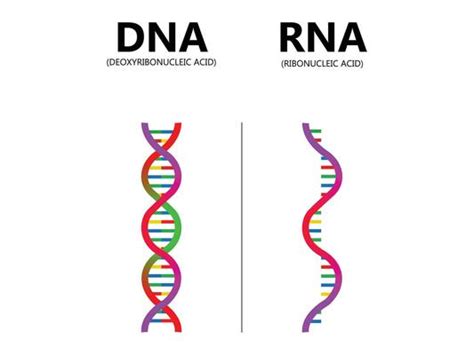 Rna Vector Art Icons And Graphics For Free Download