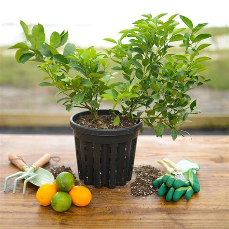 Dwarf Fruit Cocktail Trees 7 Best Fruit Salad Tree Ideas Fruit