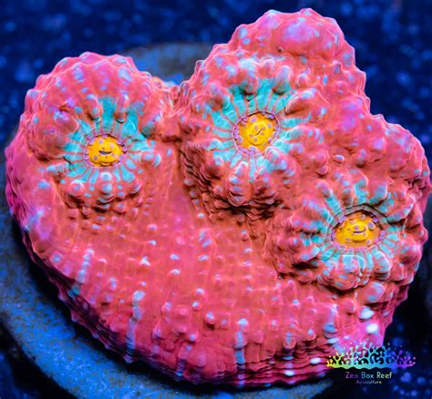 Rainbow Chalice Coral