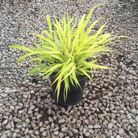 Hakonechloa Macra All Gold Japanese Forest Grass Western Star Nur