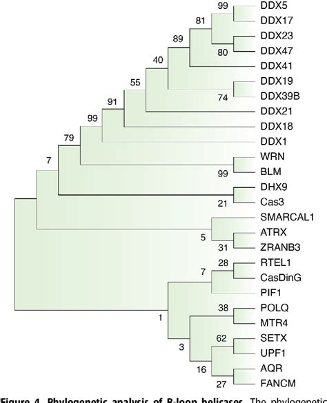 Figure From Helicases In R Loop Formation And Resolution Semantic