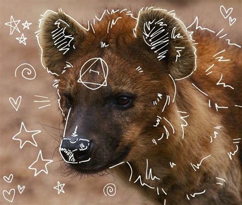 Spotted Hyena Therian
