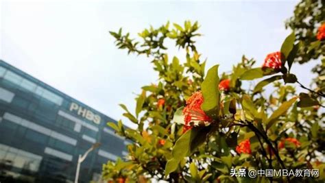 北大滙豐mba候選人｜2021mba在線申請已開啟！ 每日頭條