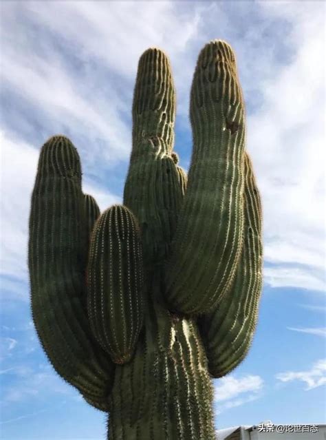仙人掌科 第33季 薩瓜羅 Saguaro 1 每日頭條