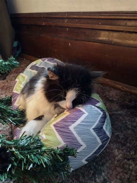 She Fell Asleep While She Was Playing With The Tree Rcats