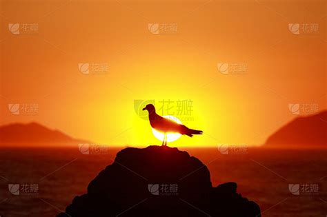 日落上的鸟影