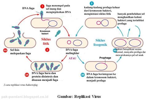 Cara Replikasi Virus Pak Pandani Belajar Dan Berbagi
