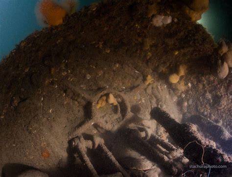 Ограниченията за риболов на гигантска сепия са премахнати в Южна Австралия