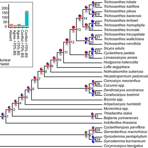 Ml Tree Inferred From A Concatenated Alignment Of All Plastid And Download Scientific Diagram