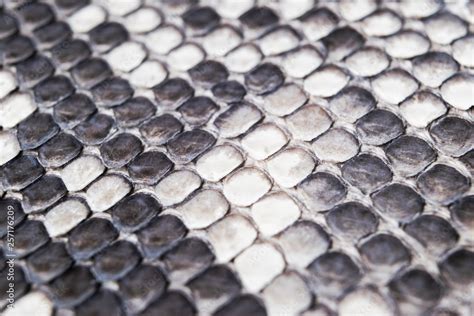 Structure Natural Snake Skin Pattern Piton Skin Background Python Skin Texture Background The