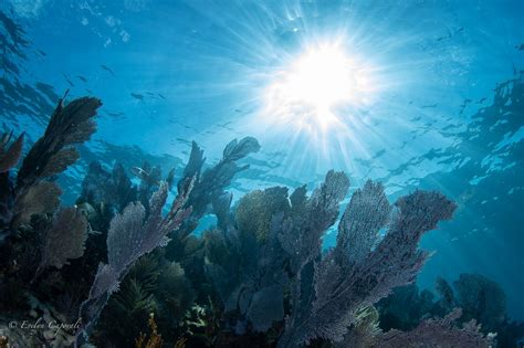 Evelyn Caporali Gallery 5 South Florida Underwater Photography Society