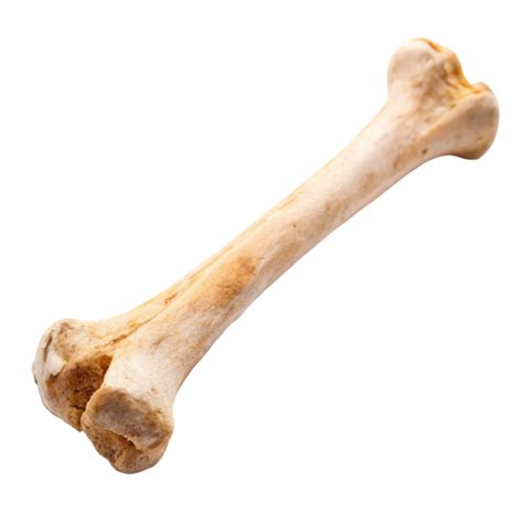 Realistic Depiction Of A Human Bone Model For Medical And Educational