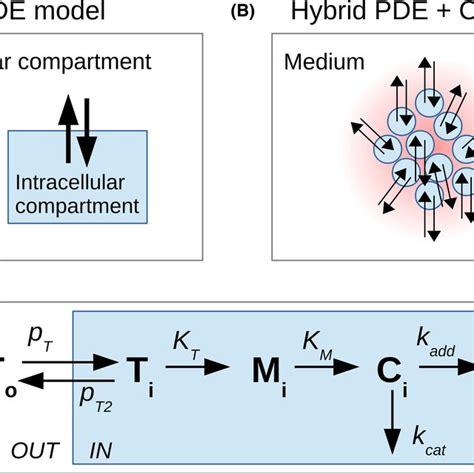 Relationship Between Phe And Phi For Normal And Tumor Cells The G X Download Scientific