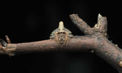 Three New Spider Species Discovered In Kosciuszko National Park About
