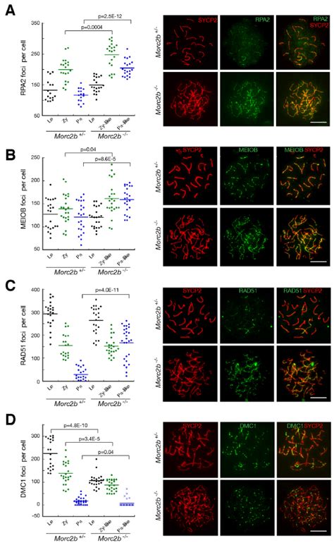 Meiob Mgi Mouse Gene Detail Mgi1922428 Meiosis Specific With Ob