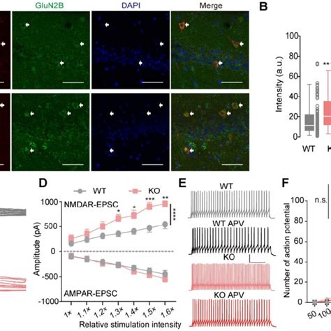 Upregulation Of Nmdar Pathways Underlying Asd Learning Memory And Download Scientific Diagram