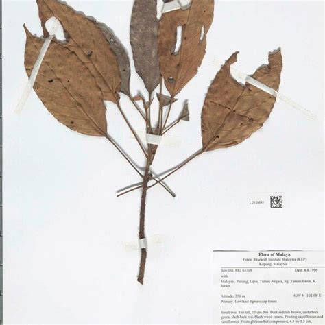 Baccaurea Reticulata Plant Care And How To Grow Water