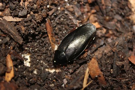 Pycnoscelus Nigra Shadow Roach Insect Raiser