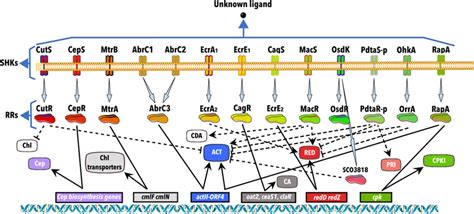 A Schematic Representation Of The Regulation Pathways By The Download Scientific Diagram