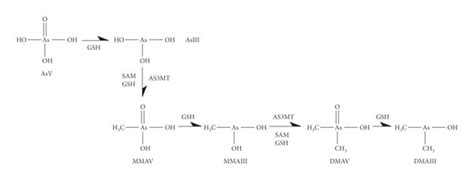 Reductive Oxidative Methylation Metabolic Pathway Of Arsenic Asv Is Download Scientific