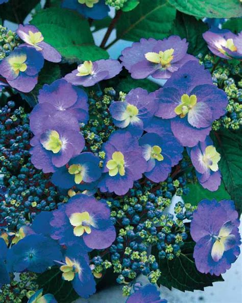 Hortensia Blueberry Cheesecake Le Pot Ø 13cm 3 5 Branches