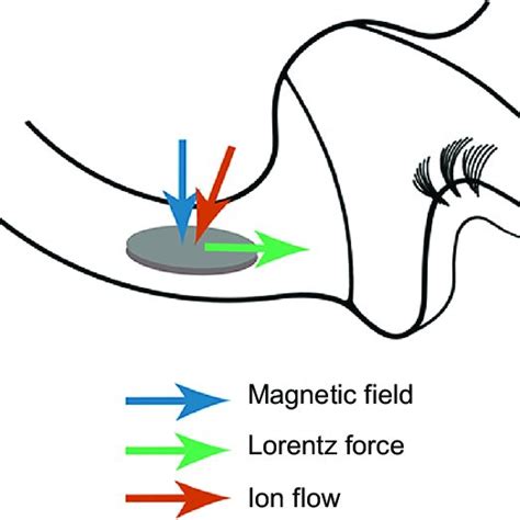 The Lorentz Force Notes Adapted From Current Biology 21 19 Download Scientific Diagram