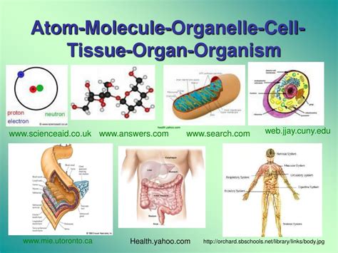 Molecules And Cells