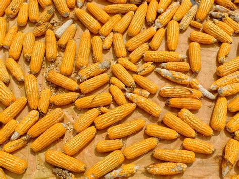 Premium Photo Sweet Corn Also Called Sugar Corn And Pole Corn Pile Of Corn Stalks In Burlap