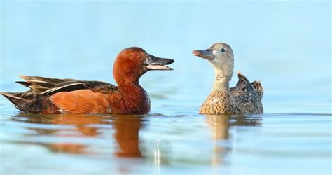 Cinnamon Teal Breeding Male In Western North America