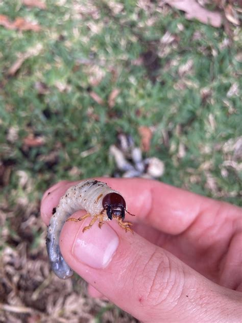 Mystery Grub R Gardeningaustralia