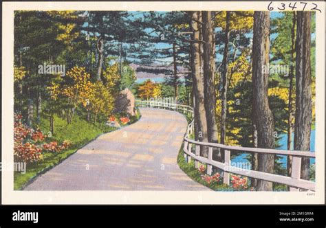 Tree Lined Road Guard Rail To The Right Trees Roads Fences