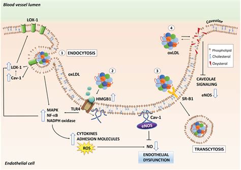 LDL Receptors Caveolae And Cholesterol In Endothelial Dysfunction