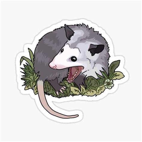 Cute Possum Drawing