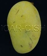 National Mango Database