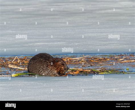 A Young Beaver Eating Lily Pad Stems In Early Spring Quebeccanada