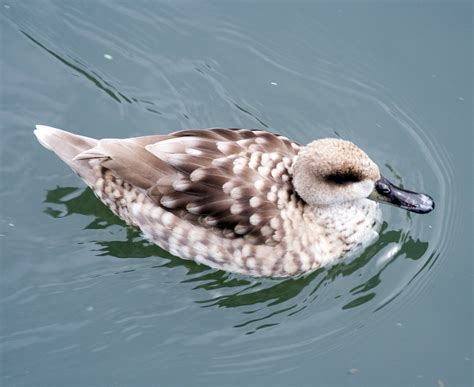 Marbled Teal Matthew Kirkland Flickr