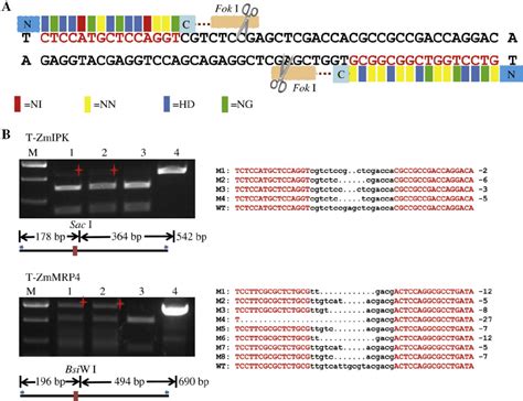 Targeted Mutagenesis Using Talens In Maize Protoplasts A Schematic