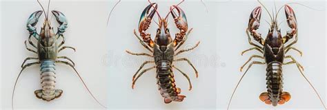 Crayfish Side View Stock Illustrations 43 Crayfish Side View Stock