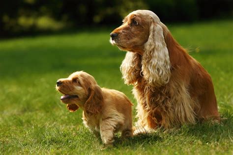 How Long Does A Cocker Spaniel Live Lifespan Factors Explained
