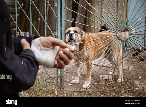 Humans With Rabies
