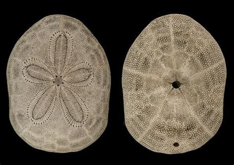 Sand Dollar Test Or Exoskeleton Sand Dollars And Sea Urchins Sea