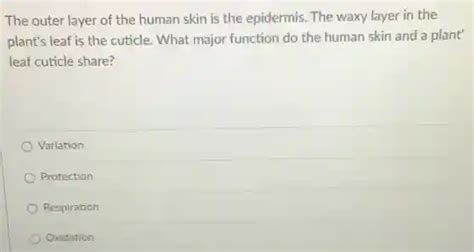 The Outer Layer Of The Human Skin The Epidermis The Waxy Layer The Plants Leaf The Cuticle